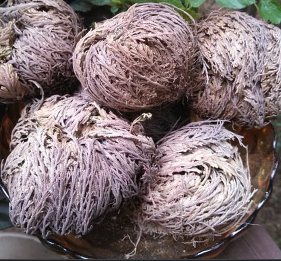 MM030 Jericho Rose | The Weeping Glass