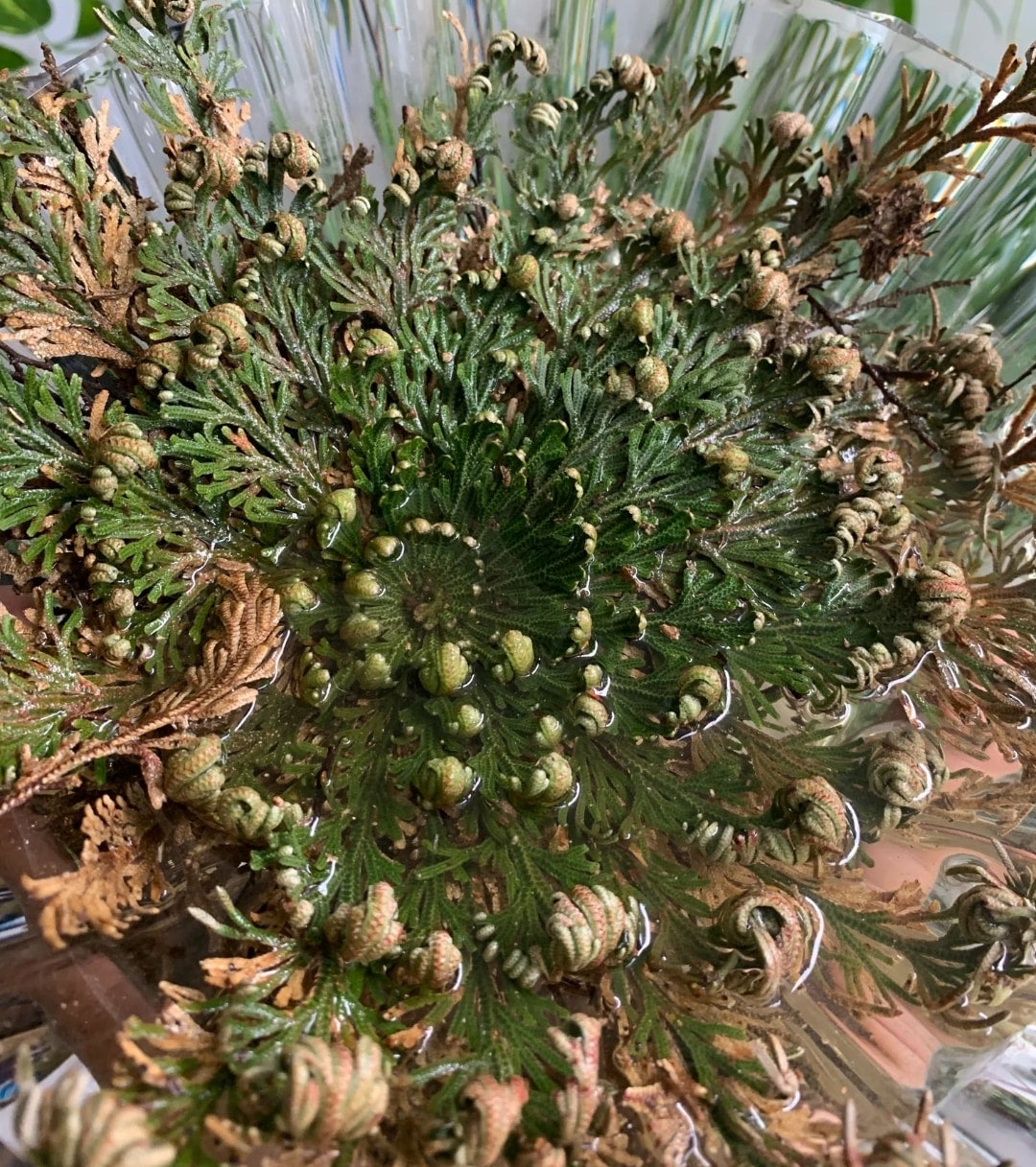 MM030 Jericho Rose | The Weeping Glass